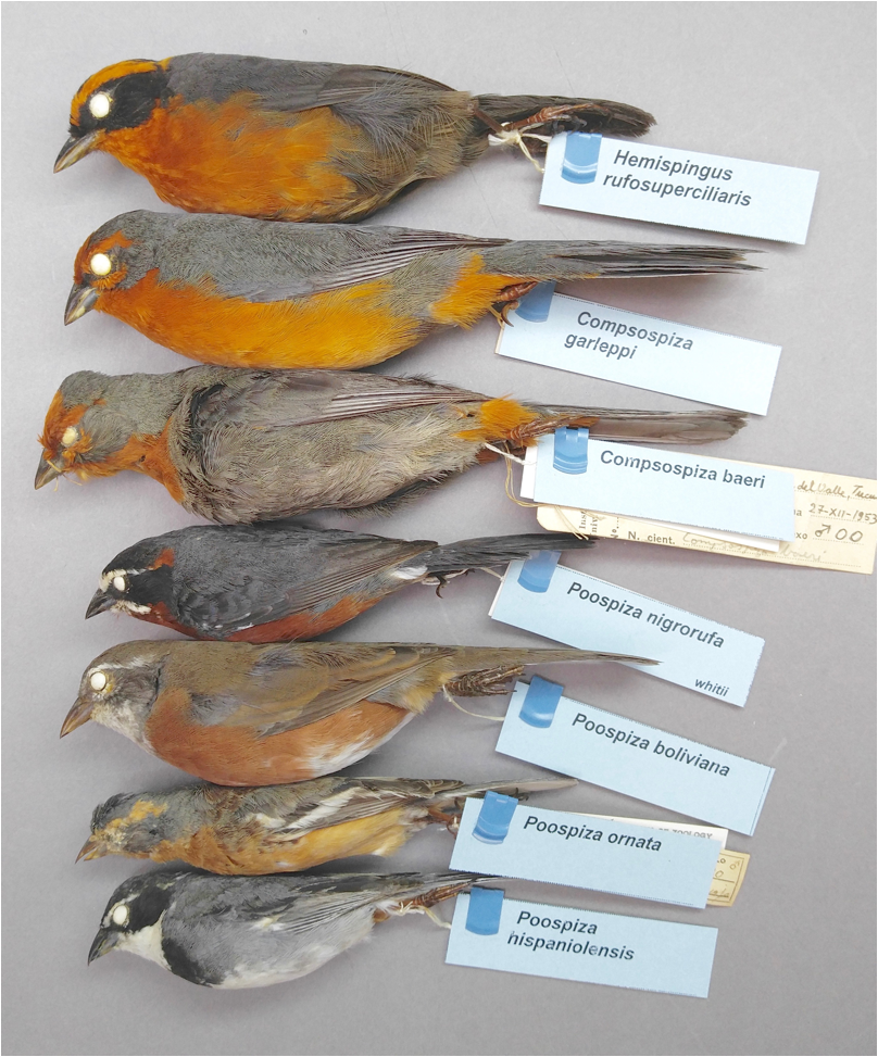 Hemispingus goeringi