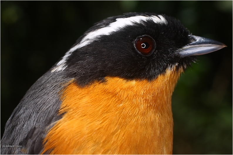 Hemispingus goeringi